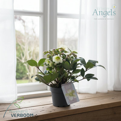 Hell Viv Valeria 50 Pot size 15 Cm Height 45 Hellebore Lenten rose ...