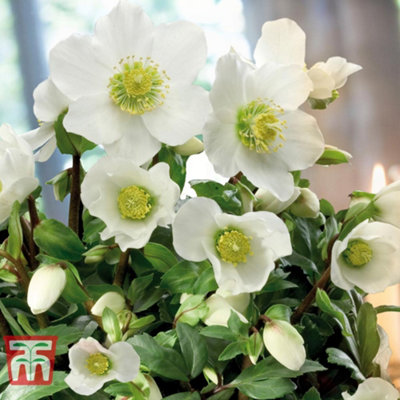 Hellebore White 5 Bare Root Plants | DIY at B&Q