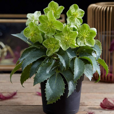 Helleborus argutifolius 14cm Potted Plant x 1 | DIY at B&Q
