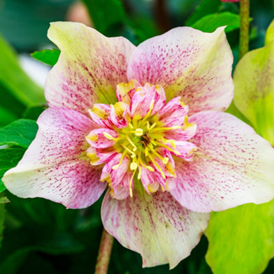 Helleborus Double Ellen Picotee 1x 9cm Pot