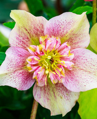 Helleborus Double Ellen Picotee 3 X 9cm Pots | DIY at B&Q