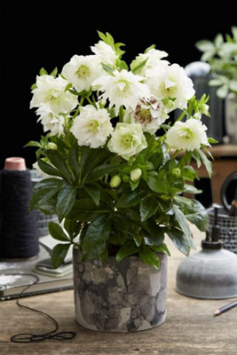 Helleborus orientalis Double Ellen Red 14cm Potted Plant x 2