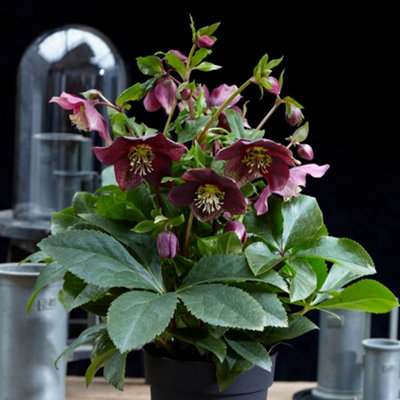 HELLEBORUS ORIENTALIS HELLO RUBY 14CM POTTED PLANT X 1