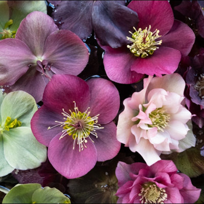 Helleborus Orientalis Mix - 6 X 9cm Pots