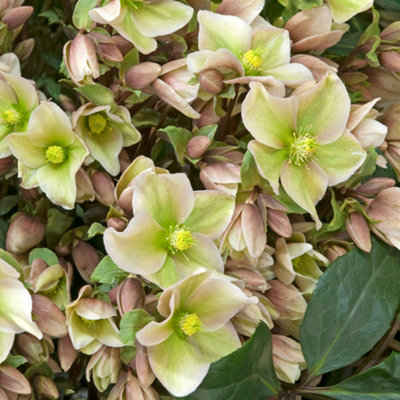 Helleborus 'Winter Sunshine' Elegant Winter-Blooming Hellebore (20-30cm ...
