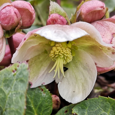 Helleborus 'Winter Sunshine' Elegant Winter-Blooming Hellebore (20-30cm ...