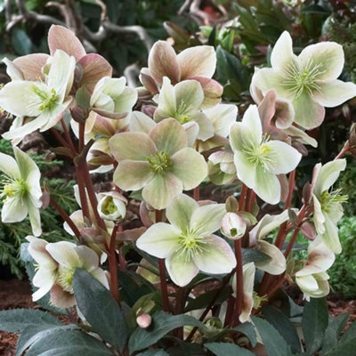 Helleborus 'Winter Sunshine' Elegant Winter-Blooming Hellebore (20-30cm ...