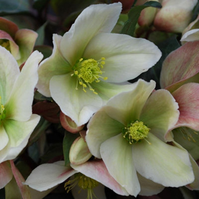 Helleborus 'Winter Sunshine' Elegant Winter-Blooming Hellebore (20-30cm ...