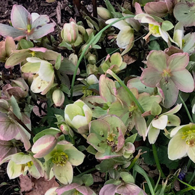 Helleborus 'Winter Sunshine' Elegant Winter-Blooming Hellebore (20-30cm ...