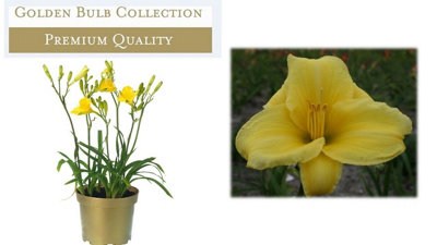 Hemerocallis Yellow, 17cm Pot Size, 45cm Tall, Yellow daylily ,Indoor ...