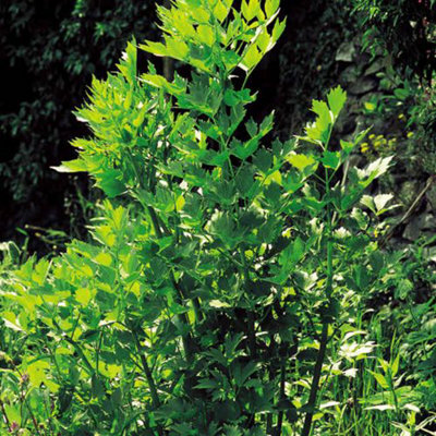 Herb Lovage 1 Seed Packet (75 Seeds)