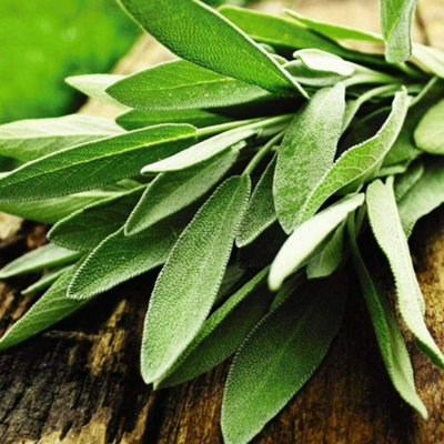 Herb Sage 1 Seed Packet (75 Seeds)
