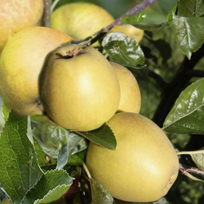 Herefordshire Russet Apple (Malus) Tree - 7Ltr Potted