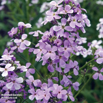 Hesperis matronalis 1 Litre Potted Plant x 2