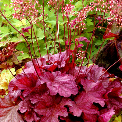 Heuchera Berry Smoothie - Vibrant Foliage, Alum Root, Hardy Plant (15 ...