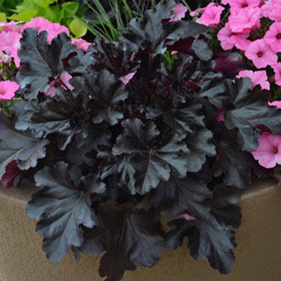 Heuchera Black Pearl Garden Plant - Coral Bells, Deep Purple-Black ...