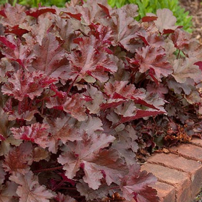 Heuchera Chocolate Ruffles Garden Plant - Rich Chocolate-Coloured ...