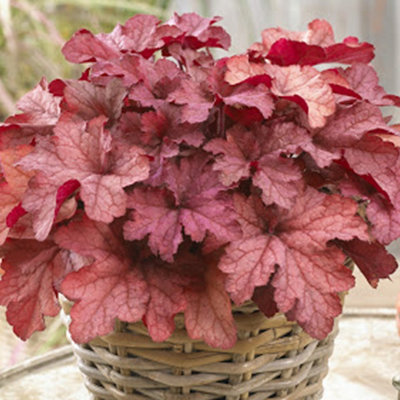 Heuchera Coral Berry Garden Plant - Colorful Foliage, Compact Size (15-30cm Height Including Pot)