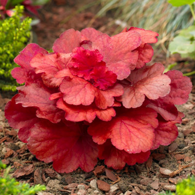 Heuchera Fire Alarm Garden Plant - Vibrant Red Foliage, Moderate Height ...