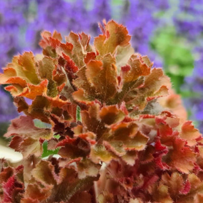 Heuchera Frilly 9cm Potted Plant x 1