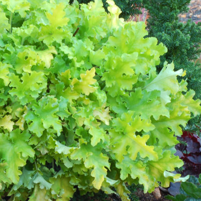 Heuchera Lime Marmalade Garden Plant - Bright Lime Green Foliage ...