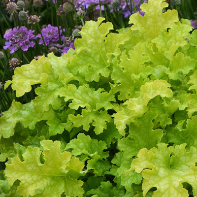 Heuchera Lime Marmalade - Vibrant Lime Green Foliage, White Flowers ...