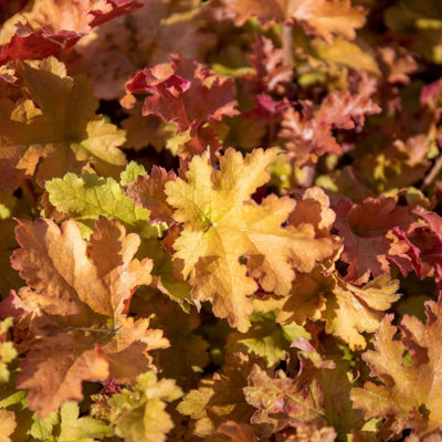 Heuchera 'Marmalade' Evergreen Perennial - RHS Award, Pollinator ...