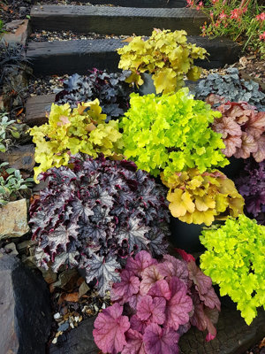 HEUCHERA OBSIDIAN 1 LITRE POTTED PLANT X 1