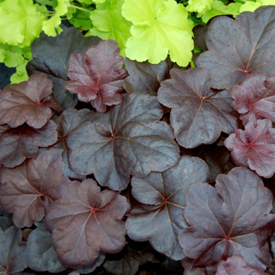 Buy Heuchera Obsidian - Deep Coloured Foliage, White Flowers, Coral ...
