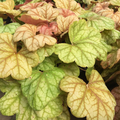 Heuchera Plant Mix - Beautiful Collection of Outdoor Plants, Ideal for ...