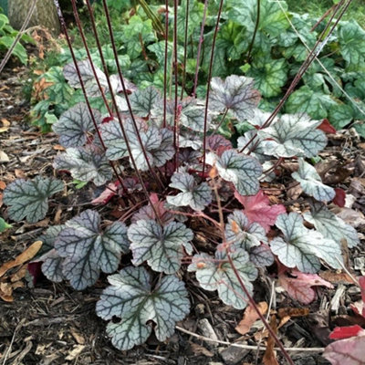Heuchera Silver Scrolls - Unique Foliage, Year-Round Interest, Compact ...