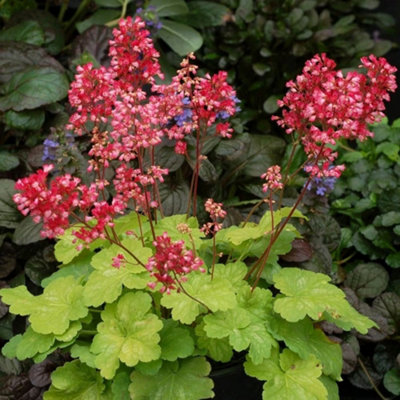 Heuchera Sweet Tart Coral Bells 9cm Pot Perennial Plant