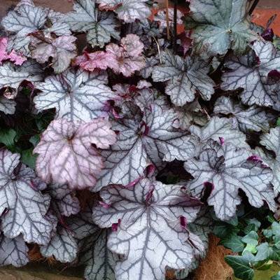 Heuchera Violet Shimmer Garden Plant - Shimmering Violet Foliage (15 ...