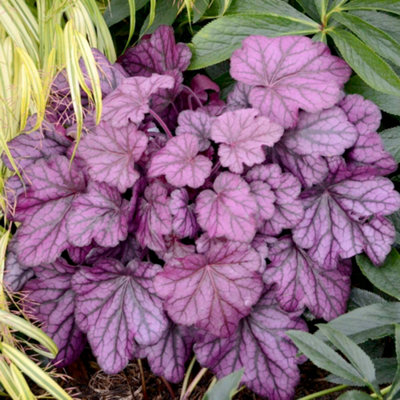 Heuchera Wild Rose 9cm Potted Plant x 1