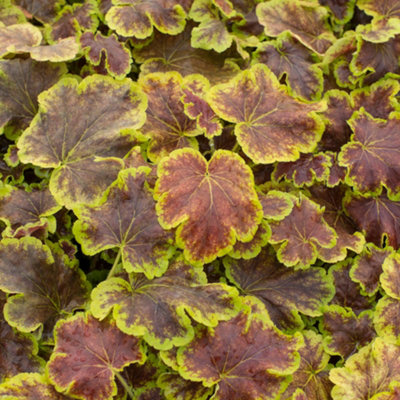 Heucherella Solar Eclipse - Dark Foliage with Bright Green Edges ...