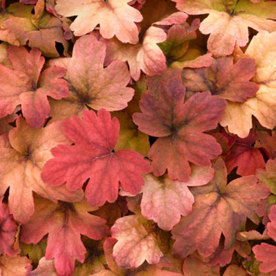 Heucherella Sweet Tea - Striking Foliage, Evergreen Perennial Plant (15 ...