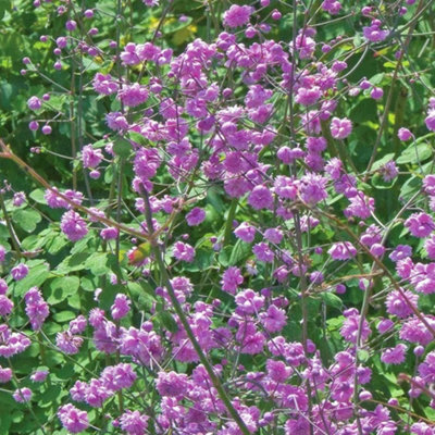 Hewitt's Double Meadow Rue Perennial Flowering Plants Thalictrum ...