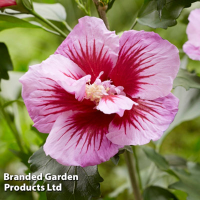 Hibiscus Flower Tower Purple 9cm Potted Plant x 1