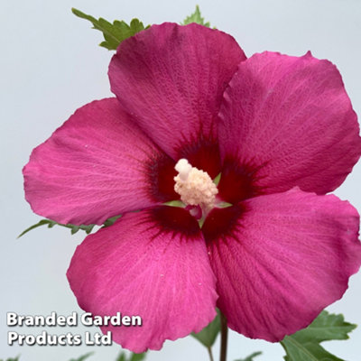 Hibiscus Flower Tower Ruby 9cm Potted Plant x 1