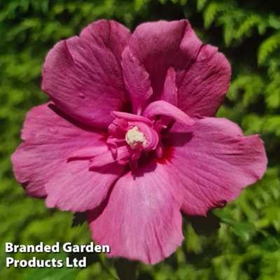 Hibiscus Flower Tower Ruby 9cm Potted Plant x 1