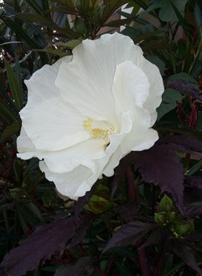 Hibiscus moscheutos Carousel Ghost Plug plant Perennial