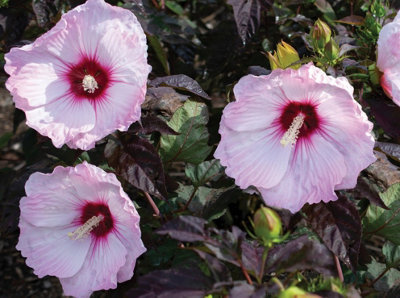 Hibiscus moscheutos Carousel Jolly Heart Plug plant Perennial