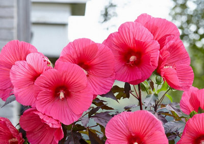 Hibiscus moscheutos Carousel Pink Passion Plug plant Perennial