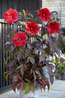 Hibiscus moscheutos Carousel Red Wine Plug plant Perennial