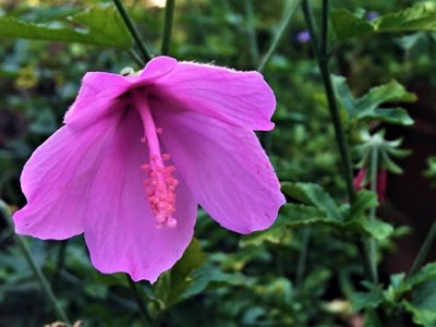 Hibiscus pedunculatus Weeping Hibiscus Plug Plant