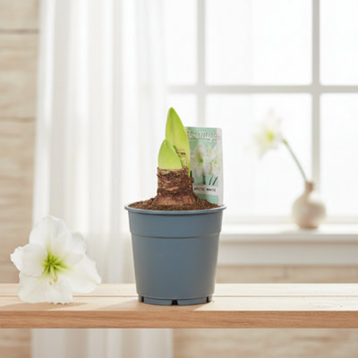 Hipp Arctic e 2 Knop Pot size 12 Cm Height 25 Amaryllis Indoor Houseplant