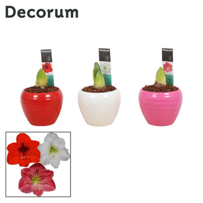 Hipp Mixed 2 Knop Ceramic M, 12cm Pot Size, 25cm Tall, African violet