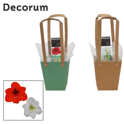 HIPP MIXED 2 KNOP GIFTBAG, 12CM POT SIZE, 25CM TALL, HIBISCUS, INDOOR ...