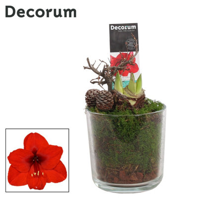 Hipp Mixed 2 Knop Glas Claud, 12cm Pot Size, 25cm Tall, Poinsettia ...