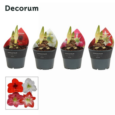 HIPP MIXED EXTRA 2 KNOP, 14CM POT SIZE, 25CM TALL, SNAPDRAGON, INDOOR ...